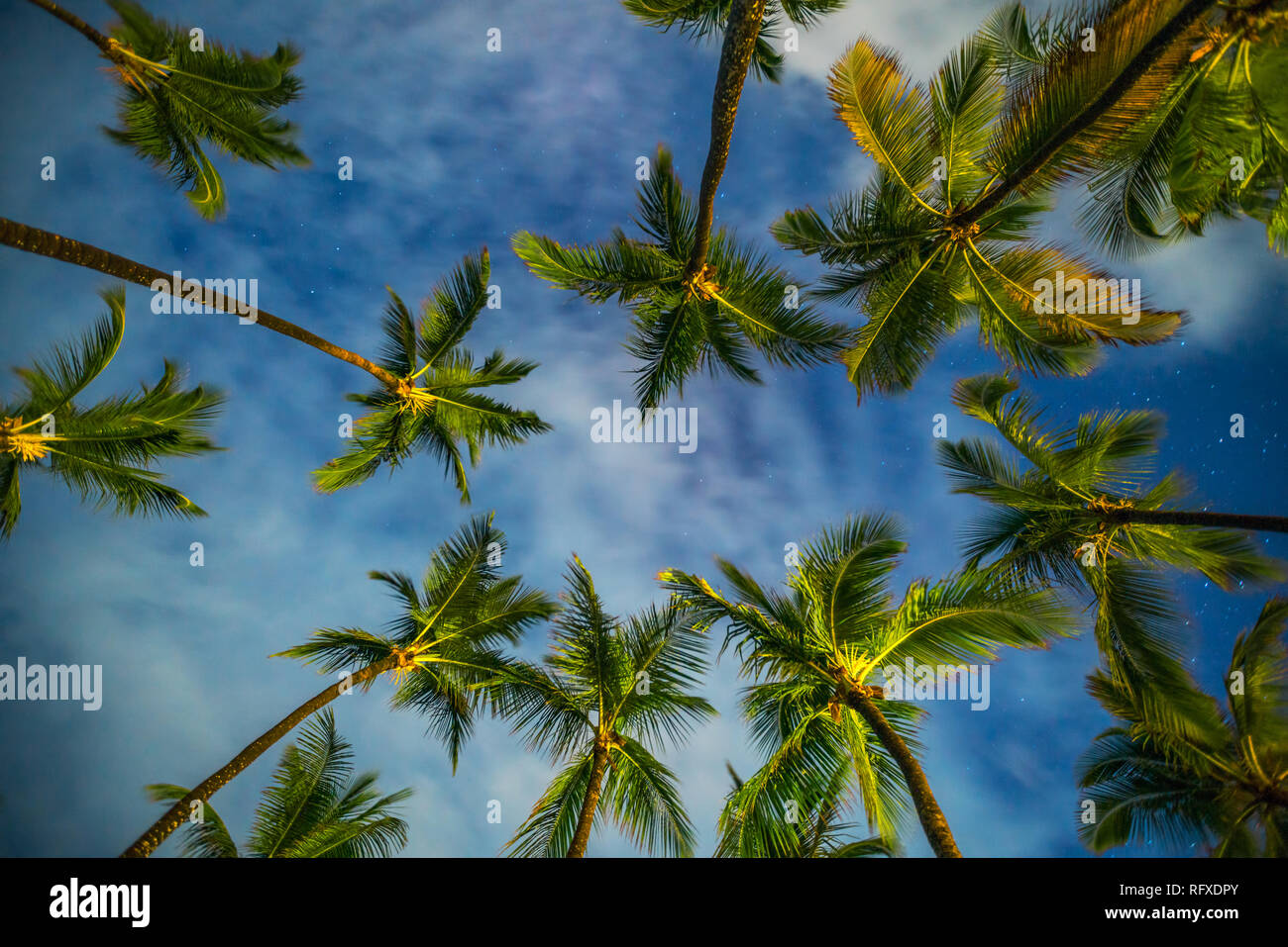 Tropical Night Sky, Coconut palm trees and stars with moon Stock Photo ...