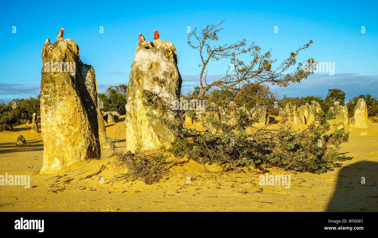 rosebreasted cockatoos at the pinnacles desert in nambung national park ...