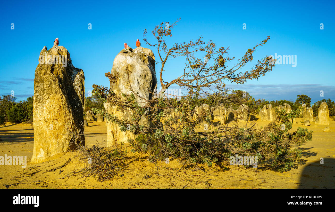 rosebreasted cockatoos at the pinnacles desert in nambung national park ...