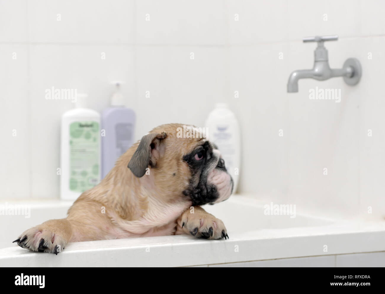 English bulldog in bathtub Stock Photo - Alamy