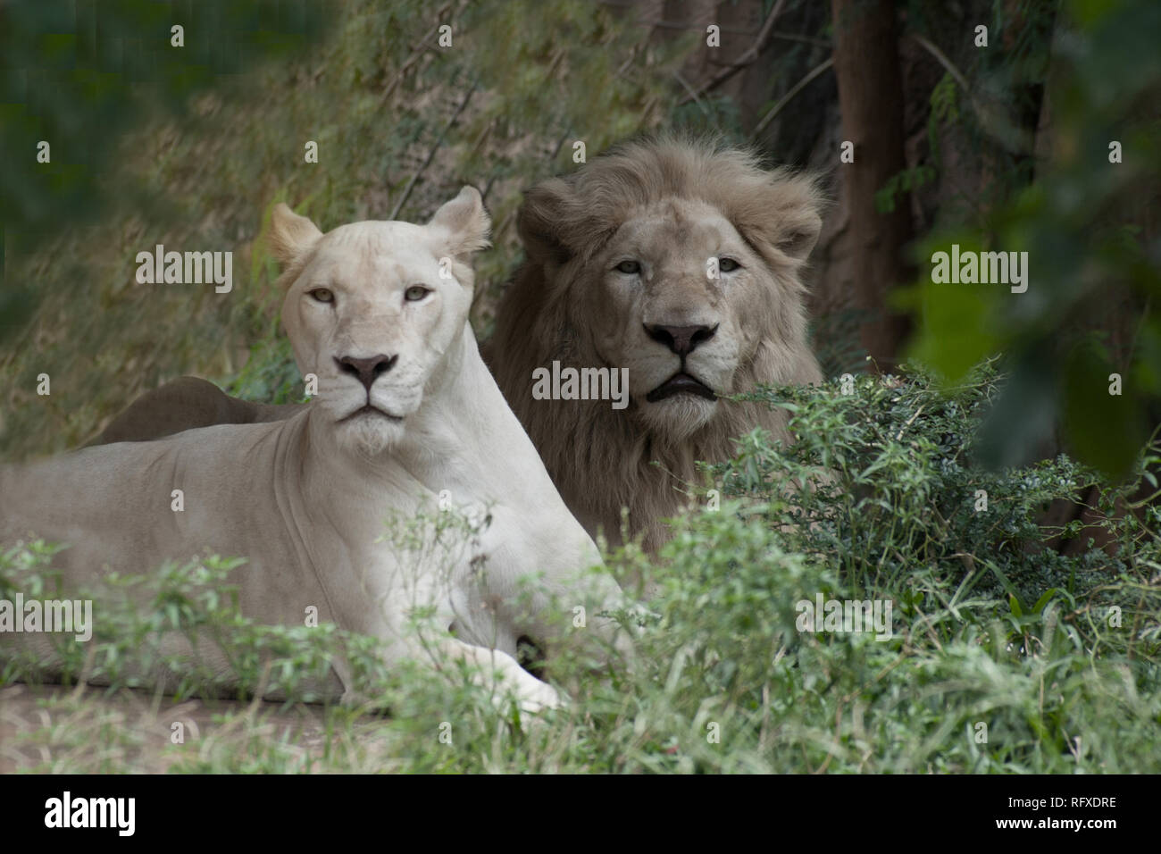The white lion is occasionally is a rare color mutation of the Kruger ...