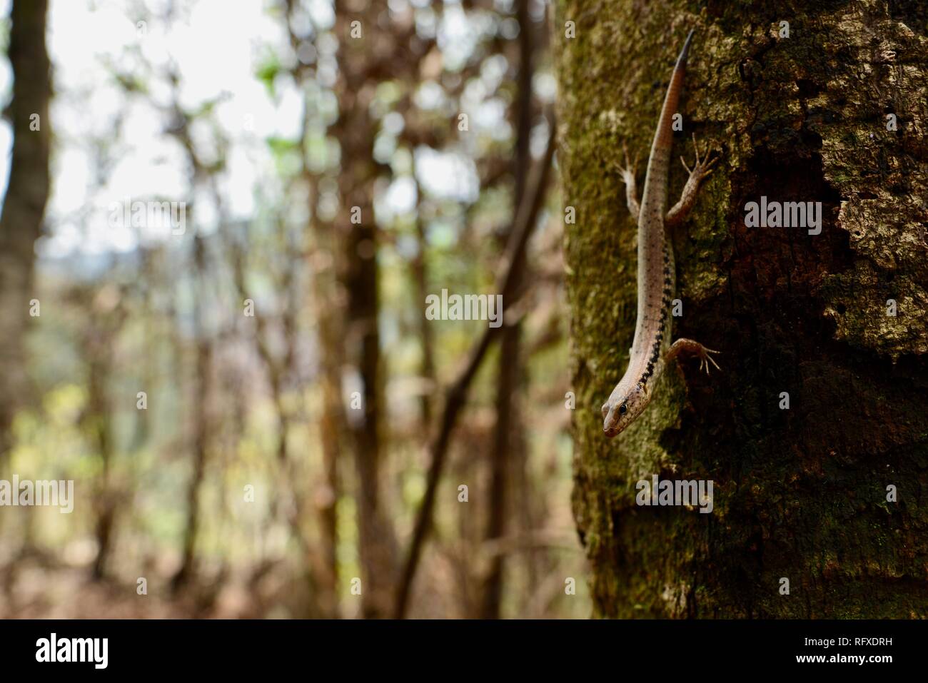 Bar sided forest skink Eulamprus tenuis clinging to a tree, The sky ...