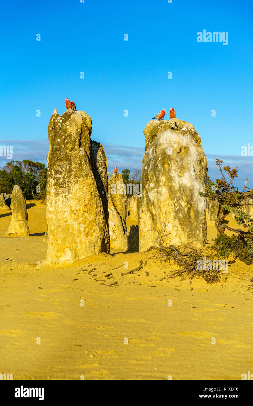 rosebreasted cockatoos at the pinnacles desert in nambung national park ...