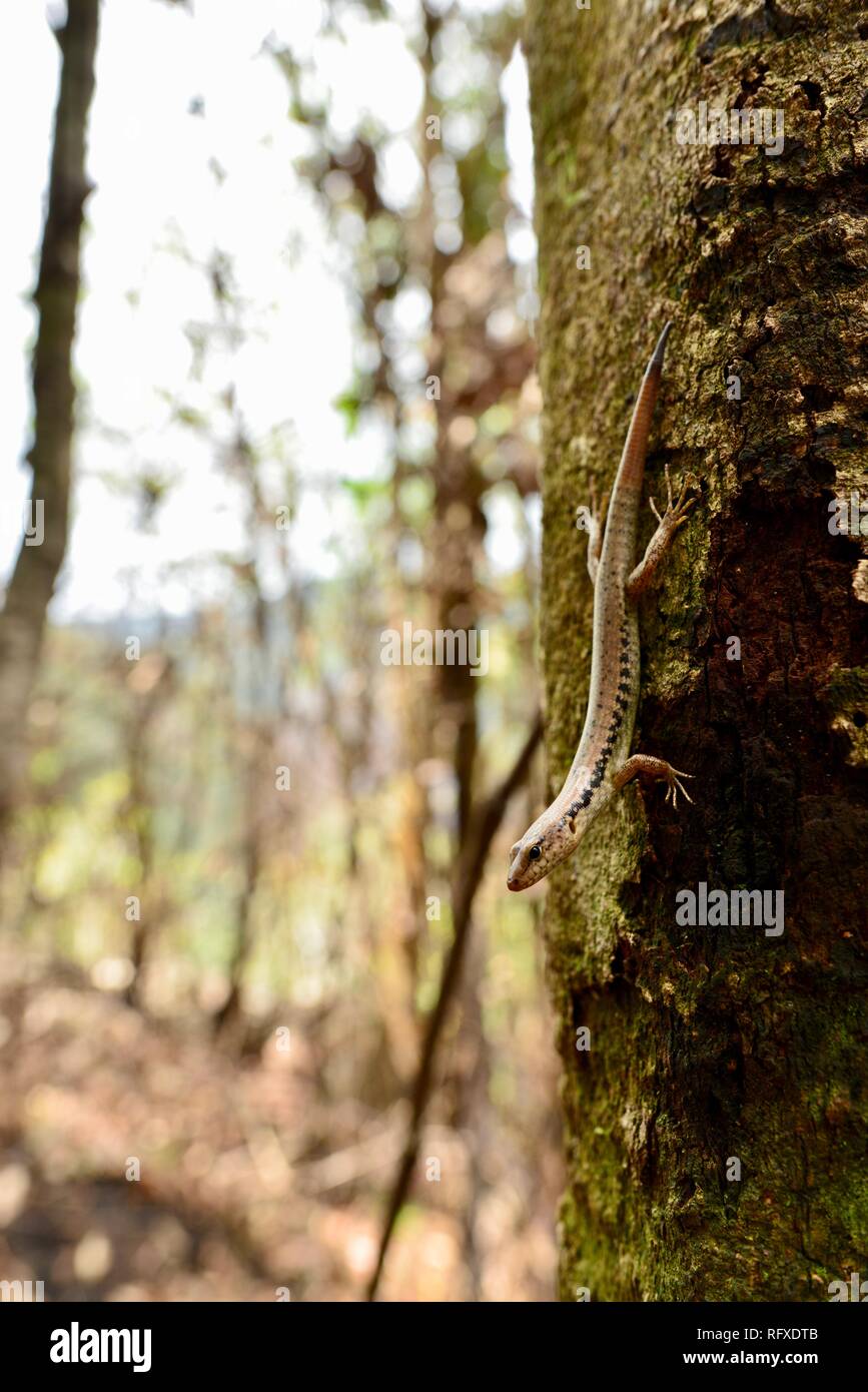Bar sided forest skink Eulamprus tenuis clinging to a tree, The sky ...