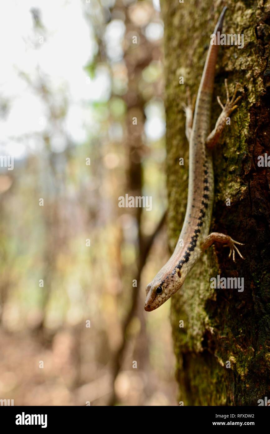 Bar sided forest skink Eulamprus tenuis clinging to a tree, The sky ...