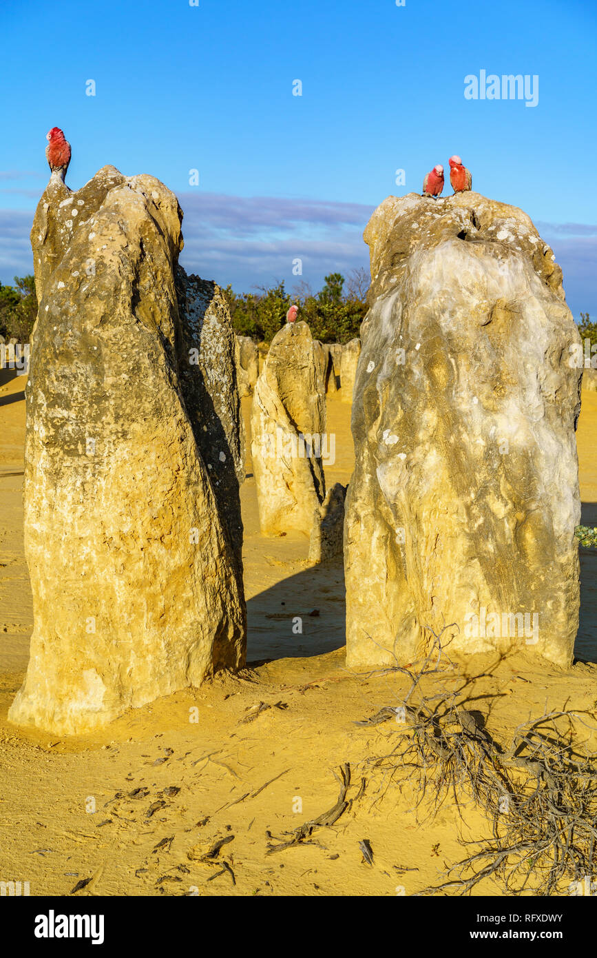 rosebreasted cockatoos at the pinnacles desert in nambung national park ...