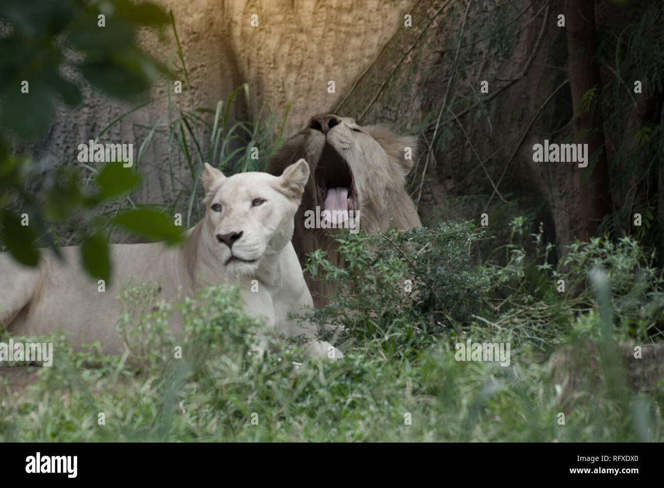 The white lion is occasionally is a rare color mutation of the Kruger ...