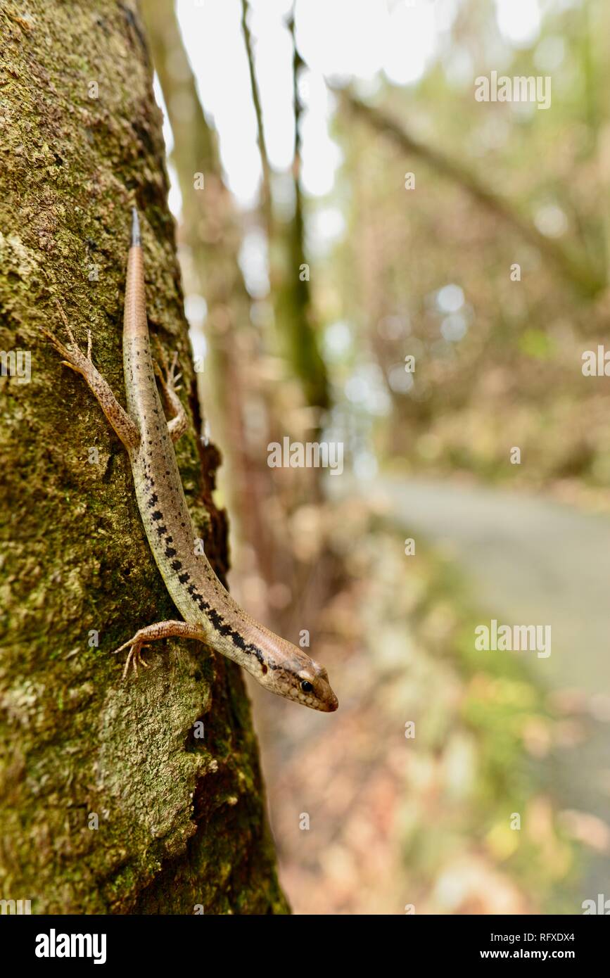 Bar sided forest skink Eulamprus tenuis clinging to a tree, The sky ...
