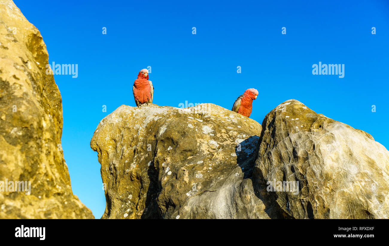 rosebreasted cockatoos at the pinnacles desert in nambung national park ...
