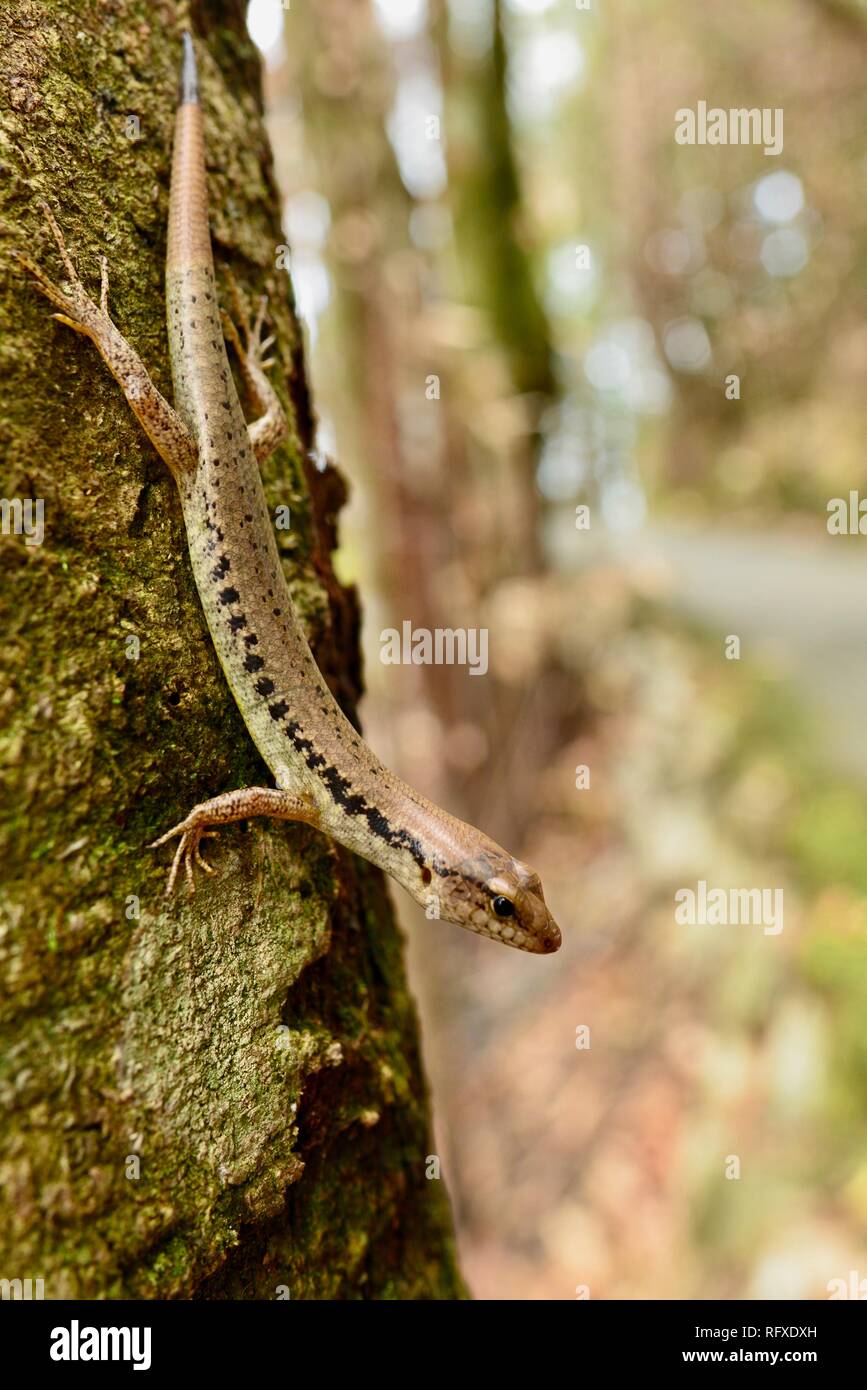 Bar sided forest skink Eulamprus tenuis clinging to a tree, The sky ...