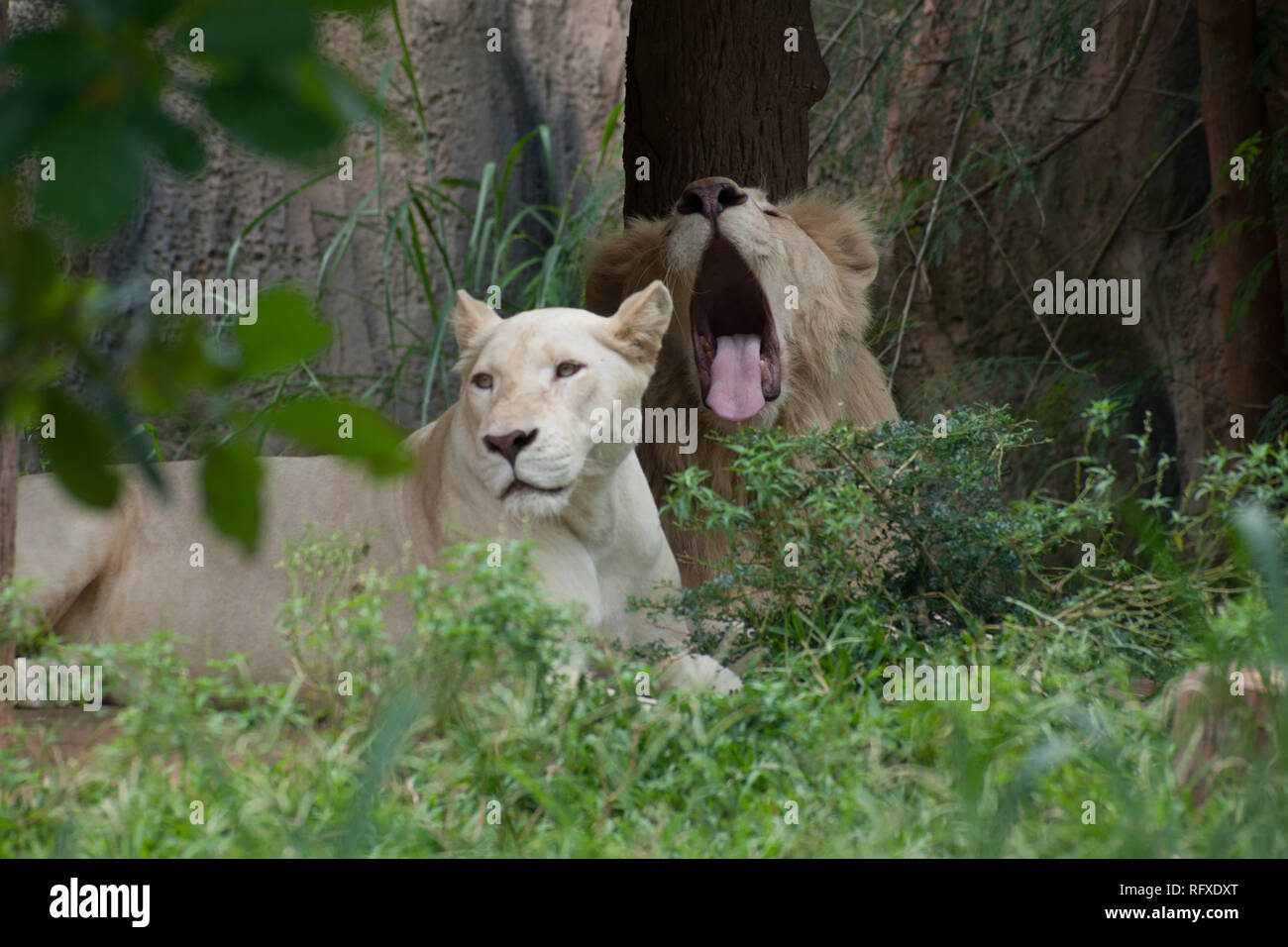 The white lion is occasionally is a rare color mutation of the Kruger ...