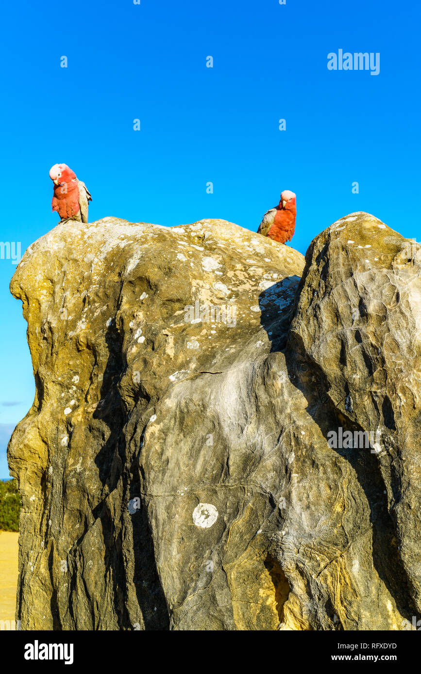 rosebreasted cockatoos at the pinnacles desert in nambung national park ...