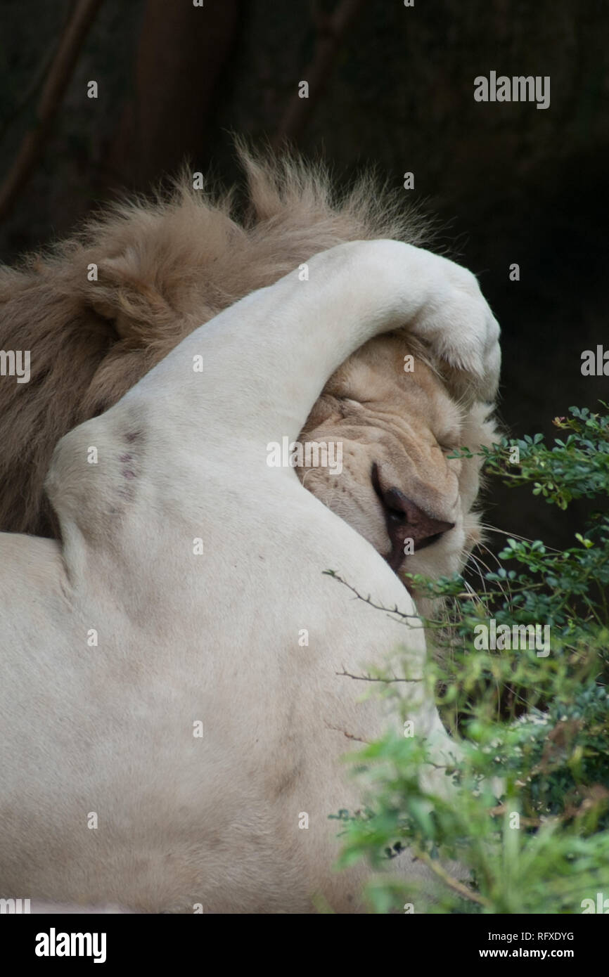 The white lion is occasionally is a rare color mutation of the Kruger ...