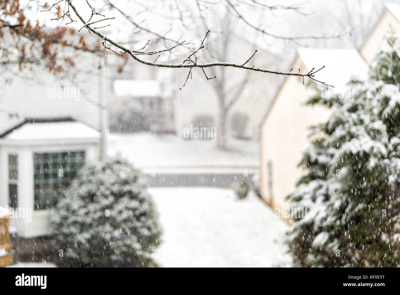 Snowing storm with tree branches covered in snow in backyard and front ...