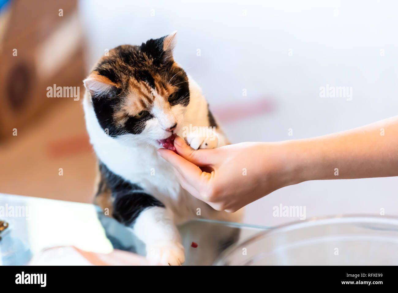 Calico Cat Eating Weasles 350+ Calico Cat Eating Stock Photos,