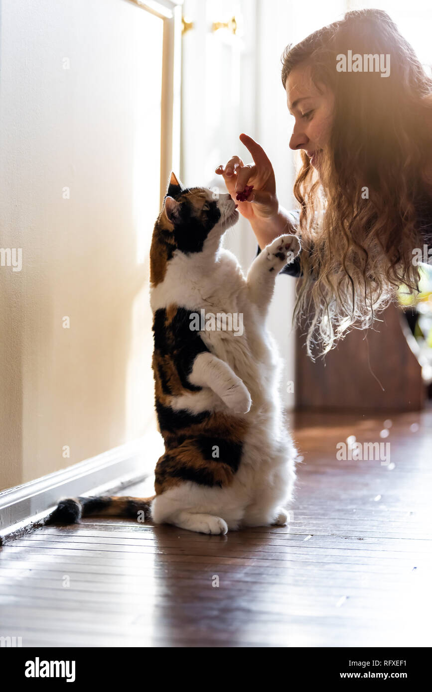 Calico cat standing up on hind legs asking for food meat treat in room ...