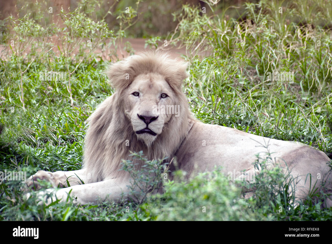 The white lion is occasionally is a rare color mutation of the Kruger ...