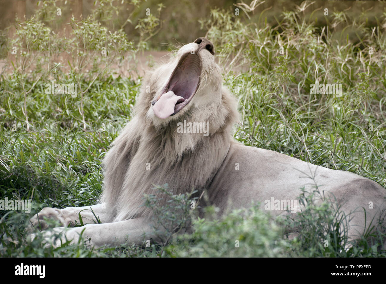 The white lion is occasionally is a rare color mutation of the Kruger ...