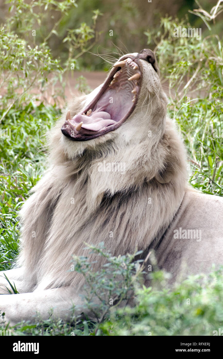 The white lion is occasionally is a rare color mutation of the Kruger ...