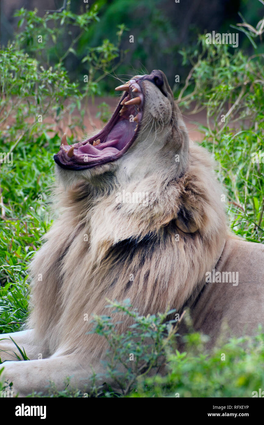 The white lion is occasionally is a rare color mutation of the Kruger ...