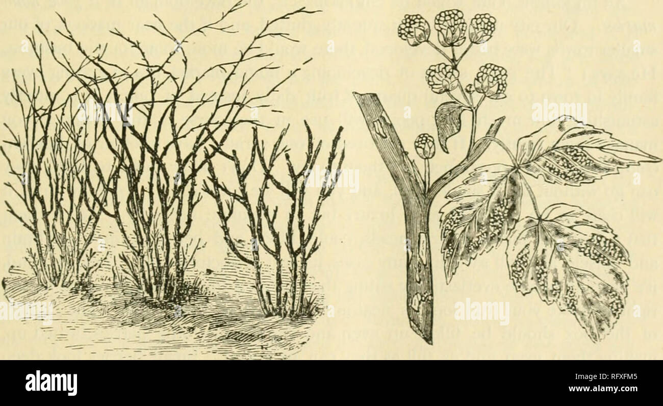 . The Canadian horticulturist [monthly], 1892. Gardening; Canadian ...