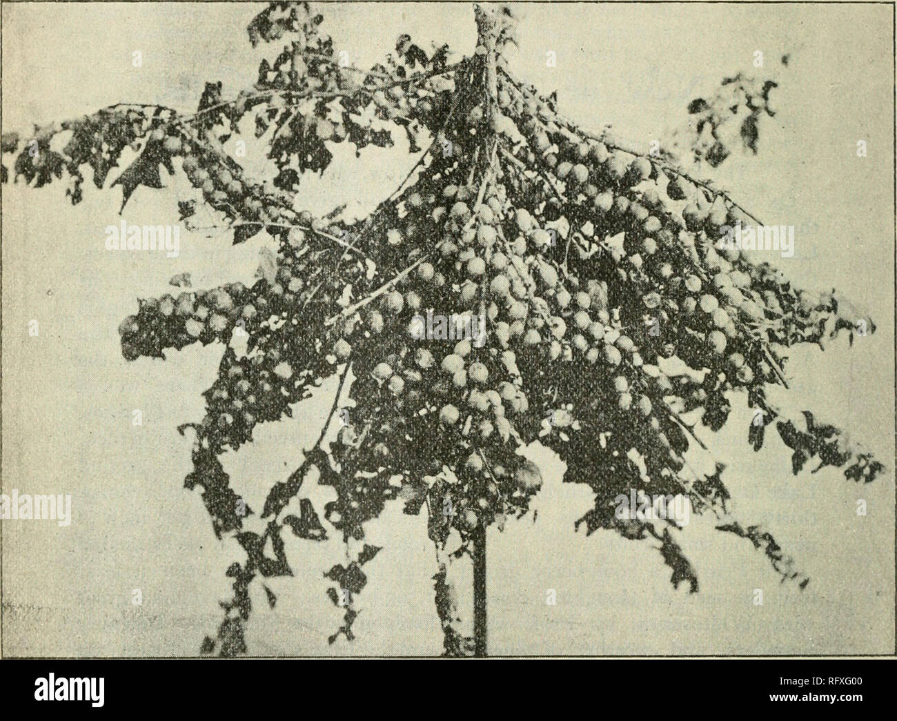 Simon plum hi-res stock photography and images - Alamy