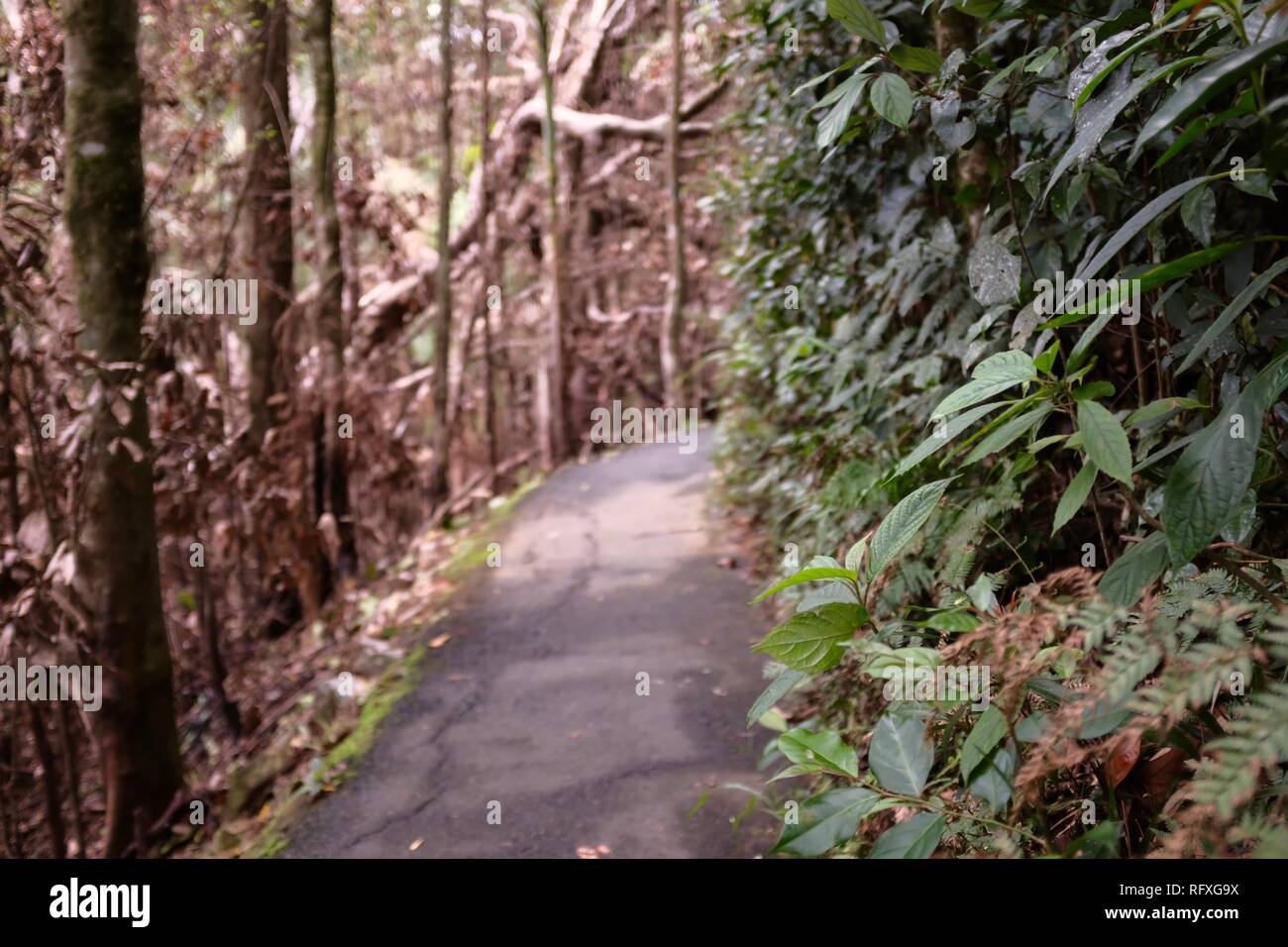 A path with fire damaged vegetation on one side and green on the other ...