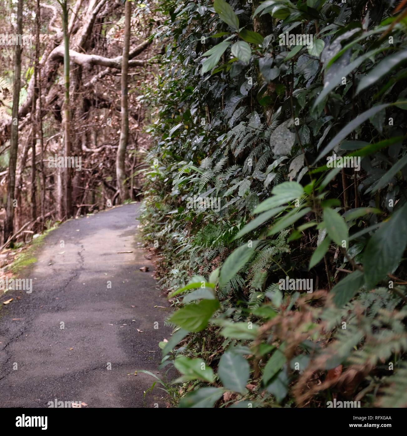 A path with fire damaged vegetation on one side and green on the other ...