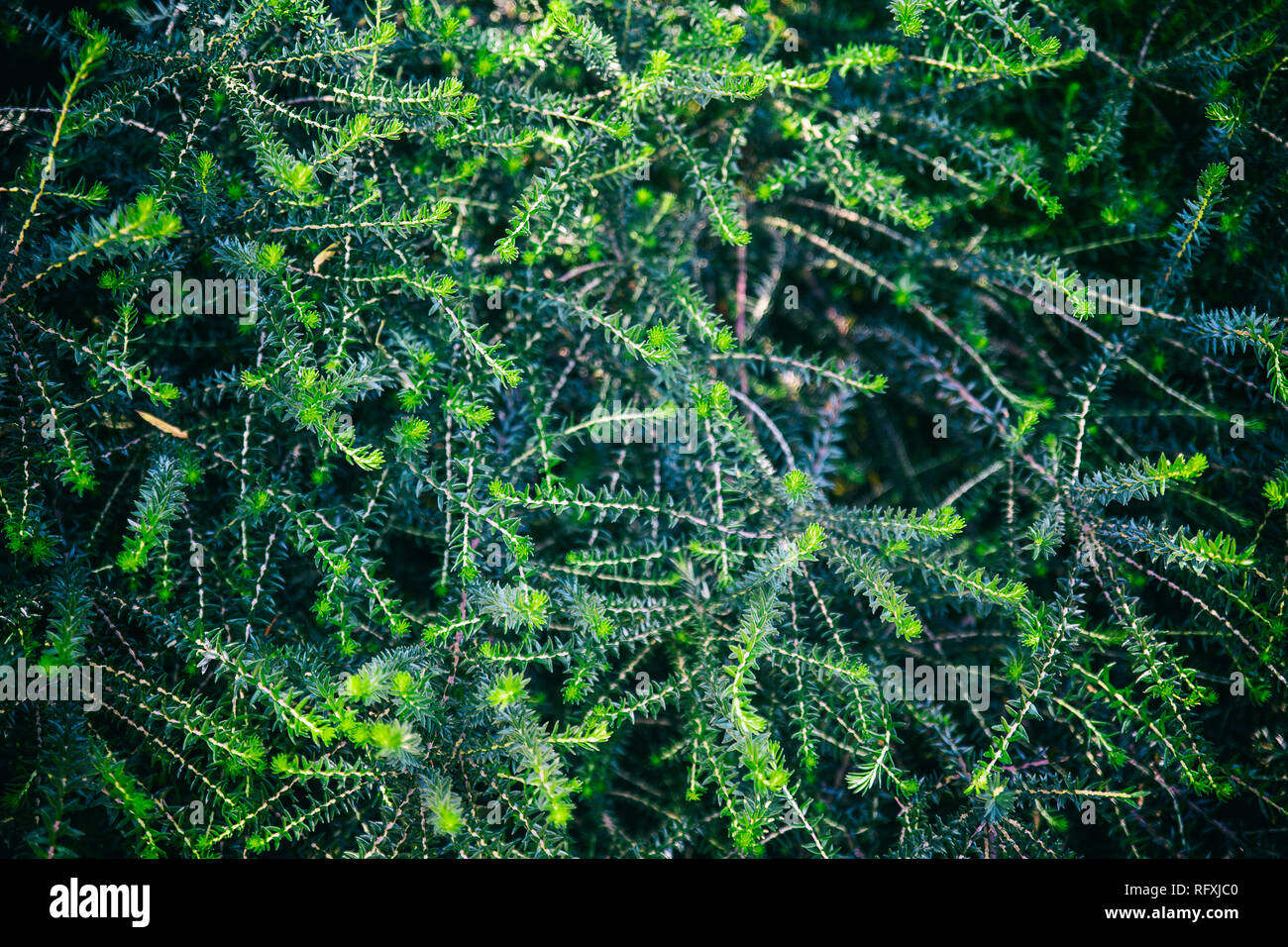 Dark foliage texture background image Stock Photo - Alamy