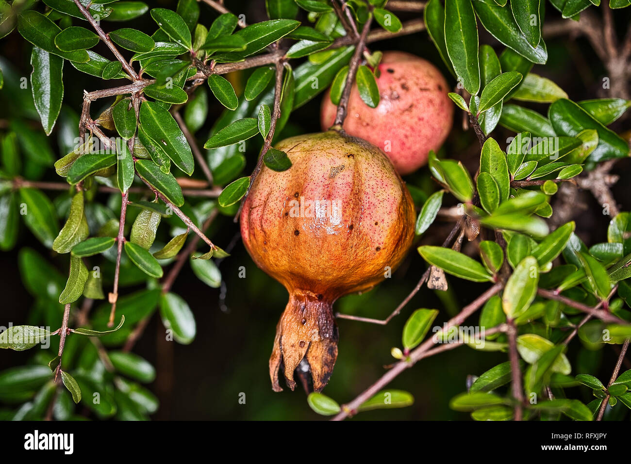 Plants Flowers Botanical Garden Basel Switzerland Stock Photo - Alamy