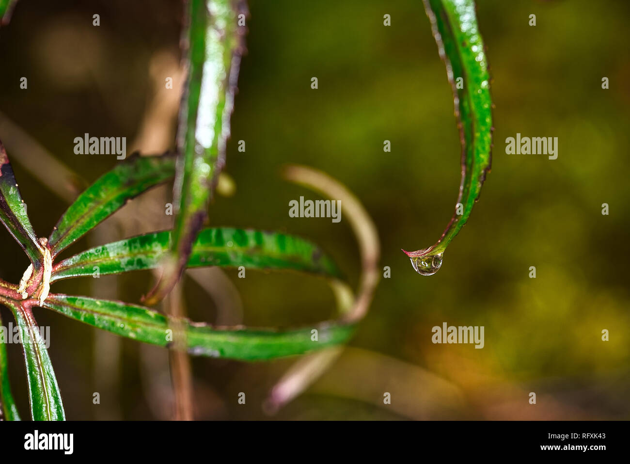 Plants Flowers Botanical Garden Basel Switzerland Stock Photo - Alamy