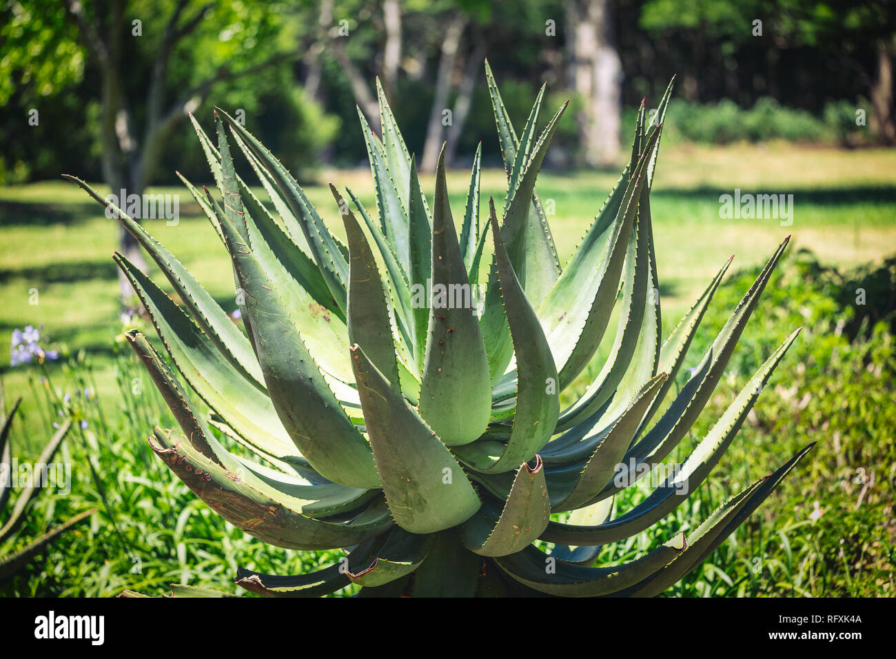 Big agava plant in botanical garden Stock Photo - Alamy