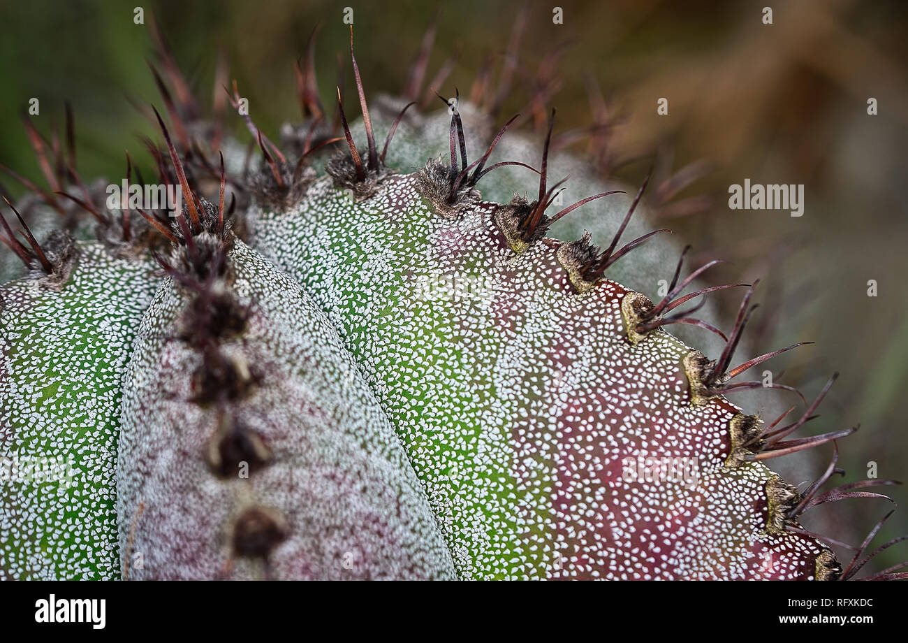 Plants Flowers Botanical Garden Basel Switzerland Stock Photo - Alamy