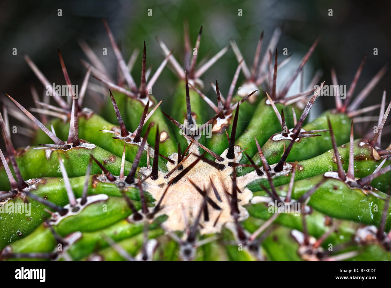 Plants Flowers Botanical Garden Basel Switzerland Stock Photo - Alamy