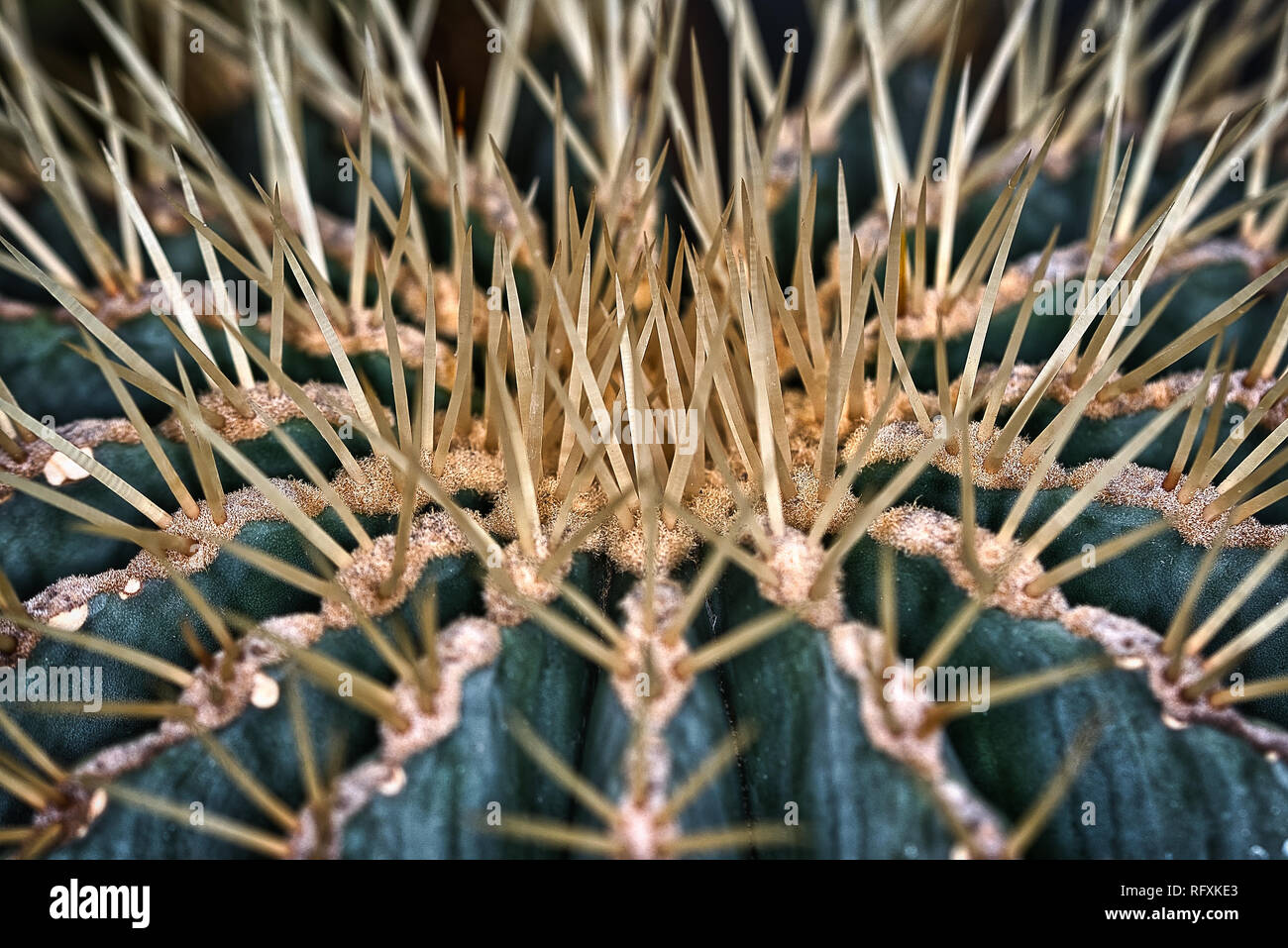 Plants Flowers Botanical Garden Basel Switzerland Stock Photo - Alamy