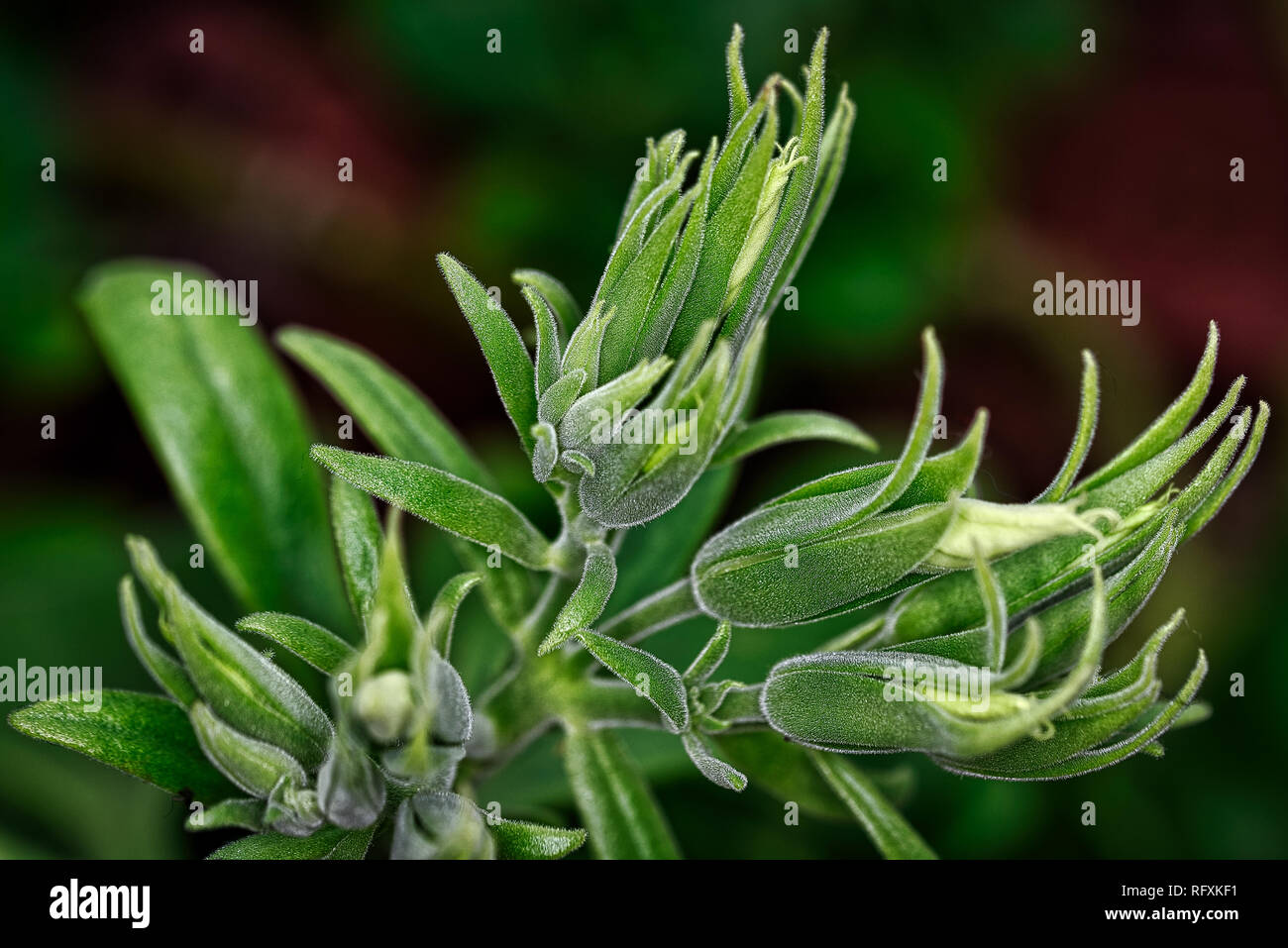 Plants Flowers Botanical Garden Basel Switzerland Stock Photo - Alamy