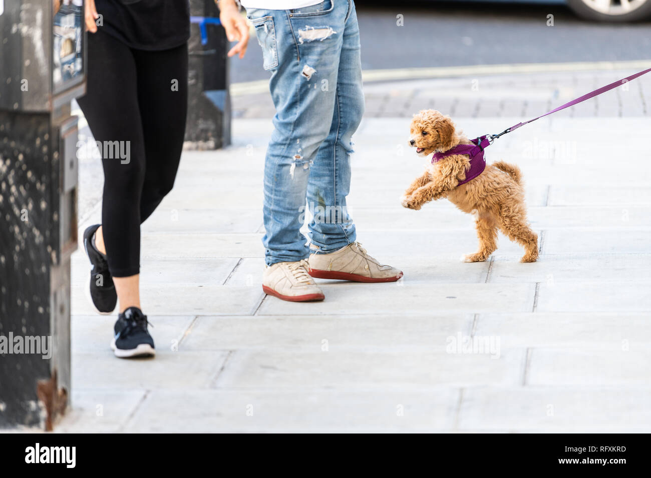 Happy cute and adorable small brown dog on leash on road street ...