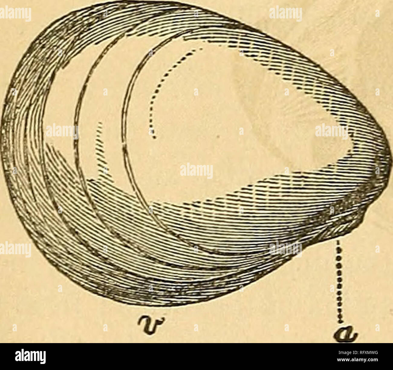 Sigmoid curve hi-res stock photography and images - Alamy