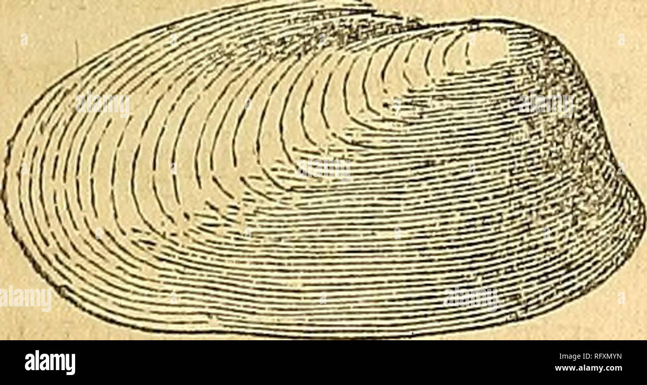 . The Canadian naturalist and geologist. Natural history; Geology ...