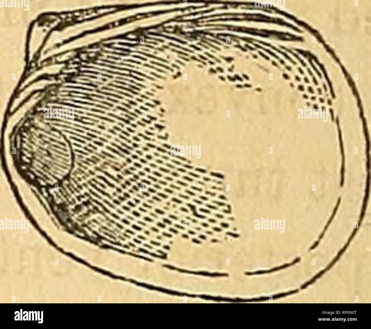 . The Canadian naturalist and geologist. Natural history; Geology. Fig ...