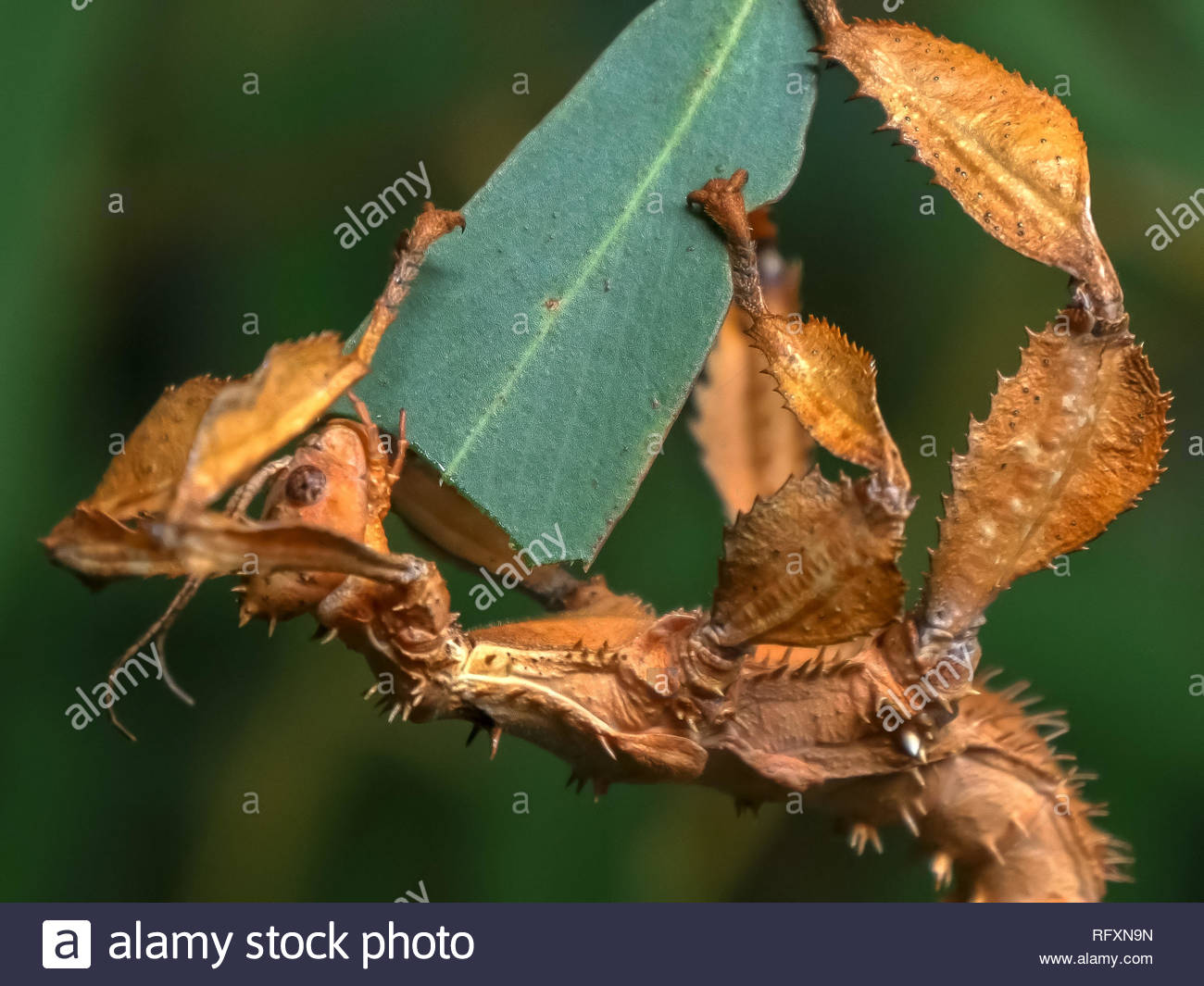 Australian Giant Prickly Stick Insect Stock Photos & Australian Giant ...