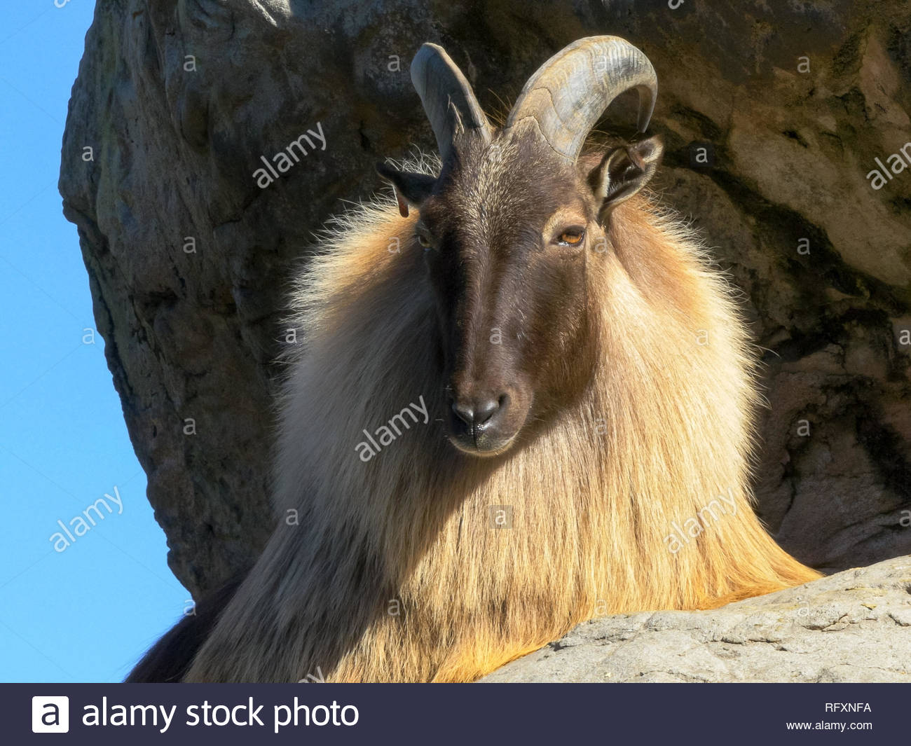 Himalayan Tahr Goat High Resolution Stock Photography and Images - Alamy