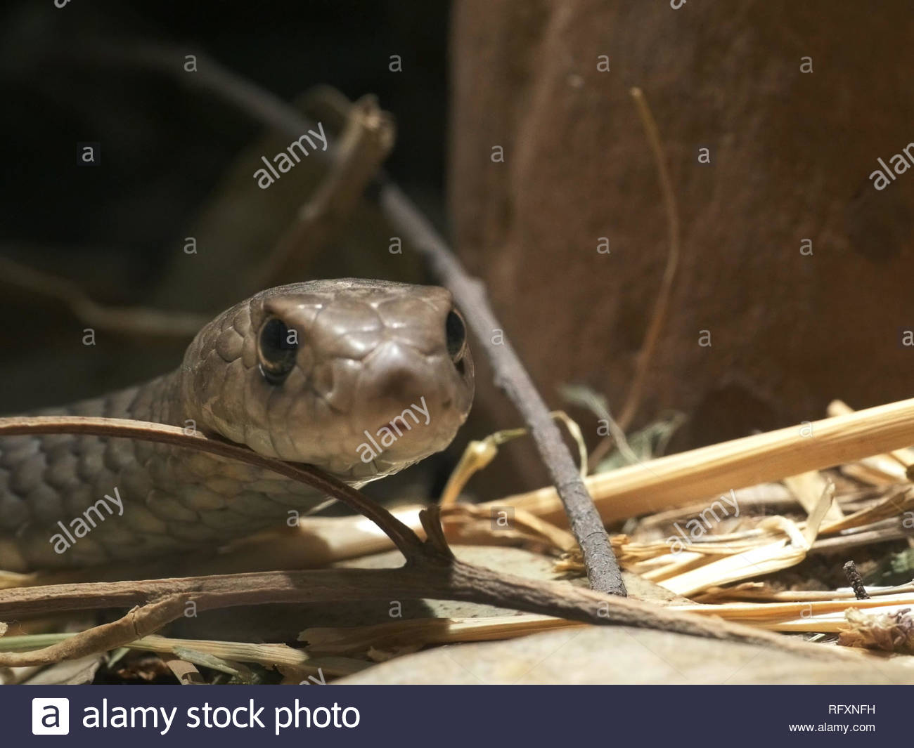 Common Brown Snake Stock Photos & Common Brown Snake Stock Images - Alamy