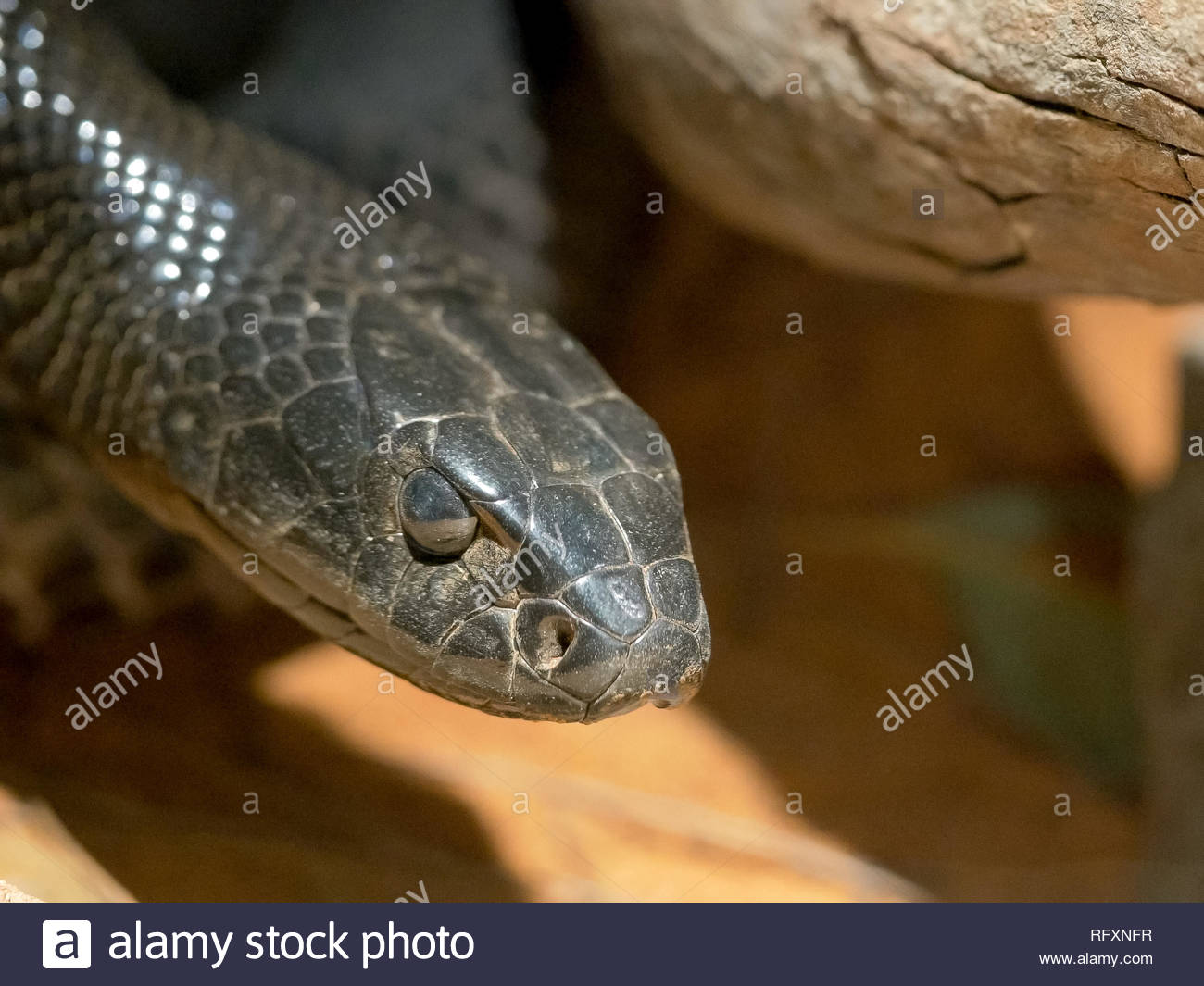 Inland Taipan Stock Photos & Inland Taipan Stock Images - Alamy