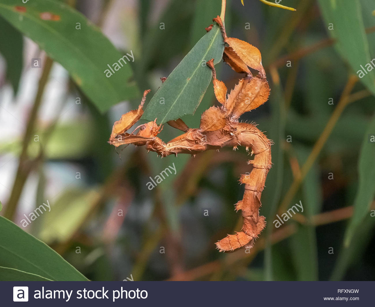 Giant Prickly Stick Insect Extatosoma Stock Photos & Giant Prickly ...