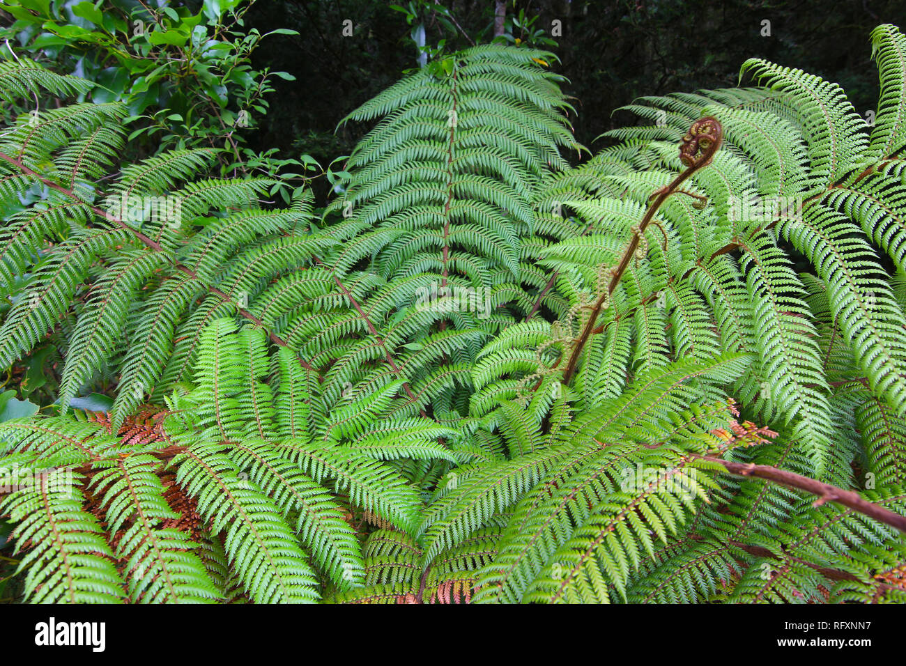 Nz Native Plants High Resolution Stock Photography and Images - Alamy