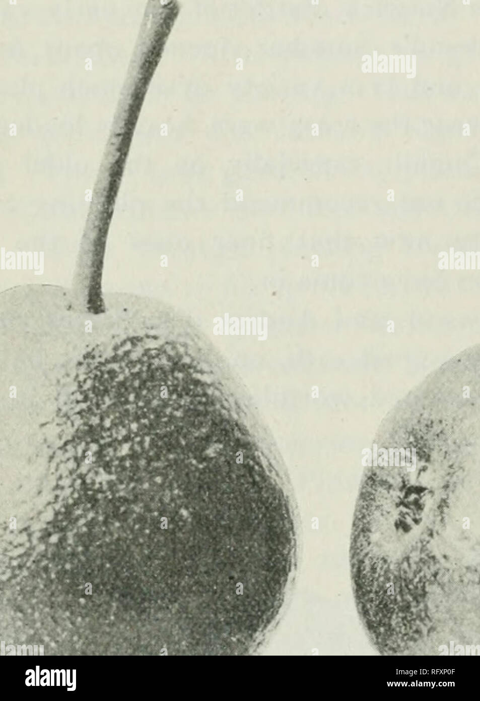 Rotting pears hi-res stock photography and images - Alamy