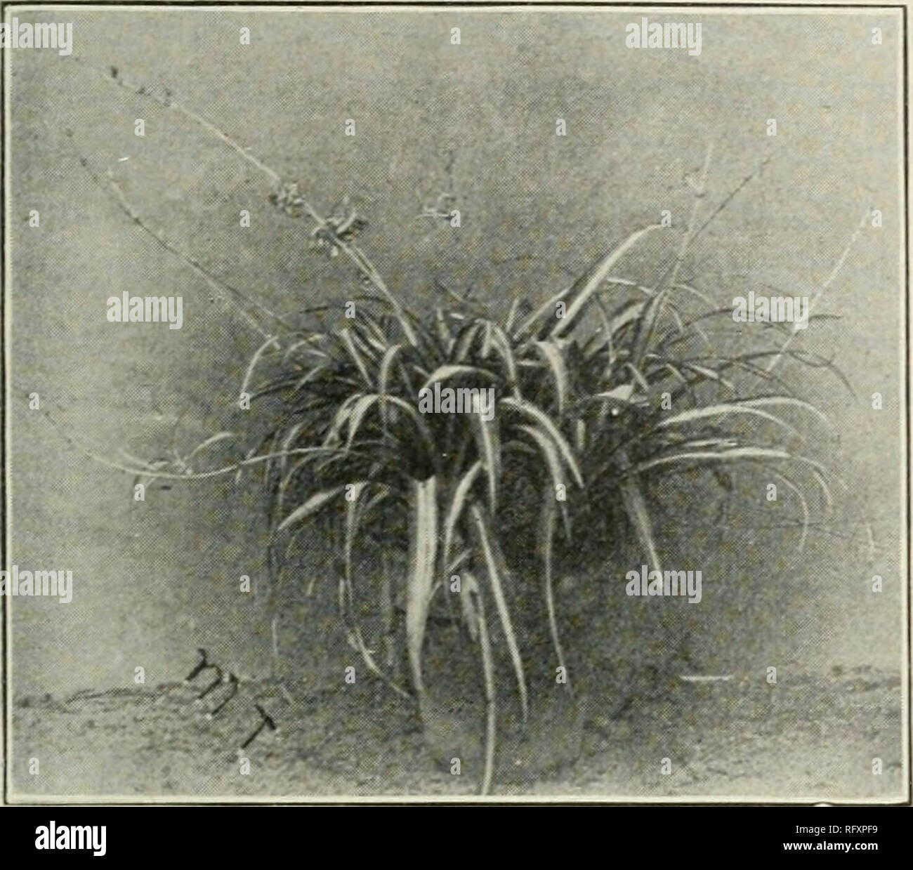 Putting down roots hi-res stock photography and images - Alamy