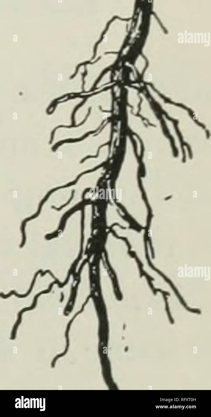 Tyson insects hi-res stock photography and images - Alamy