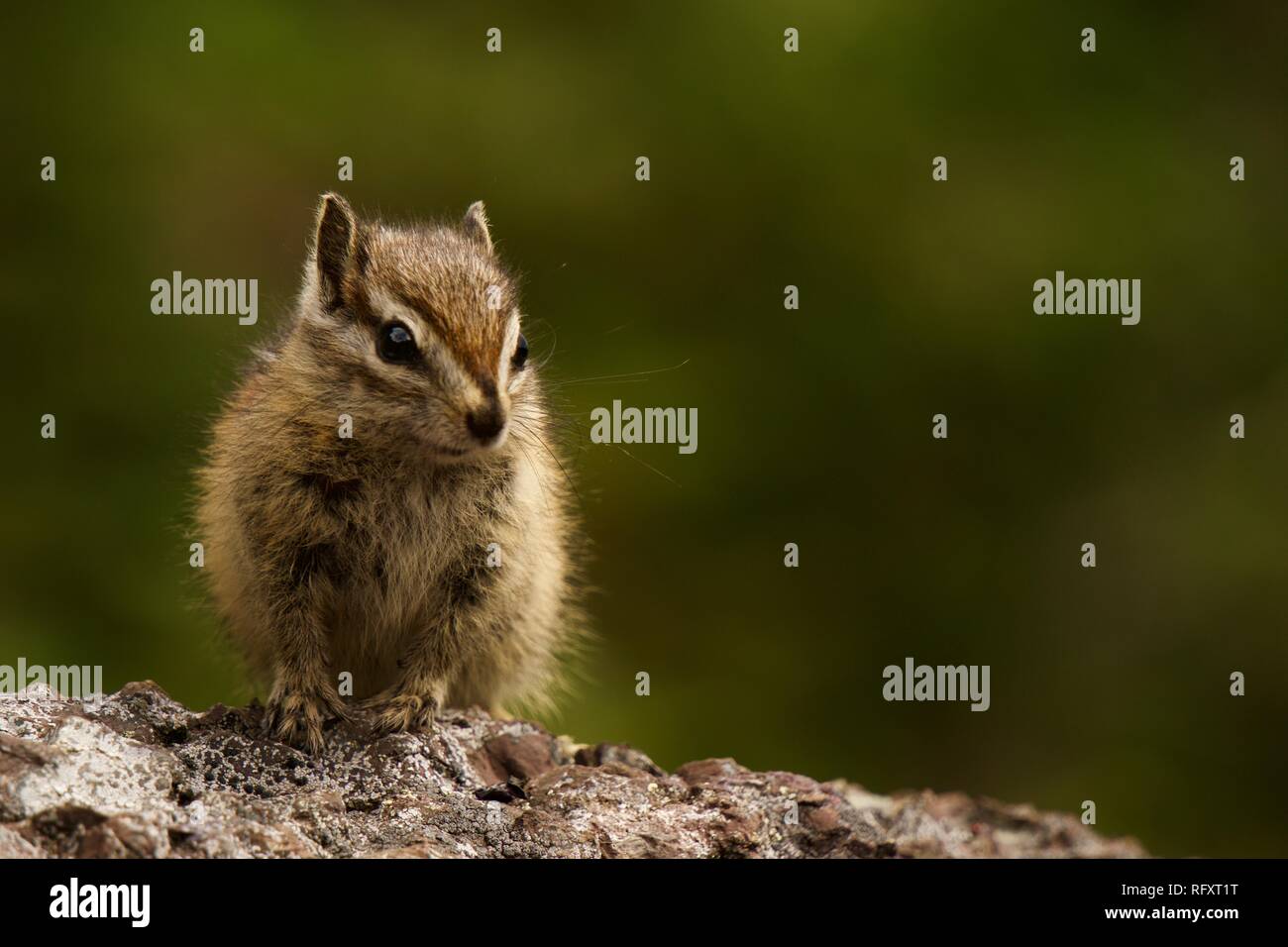 Chipmunk in the Forest Stock Photo - Alamy